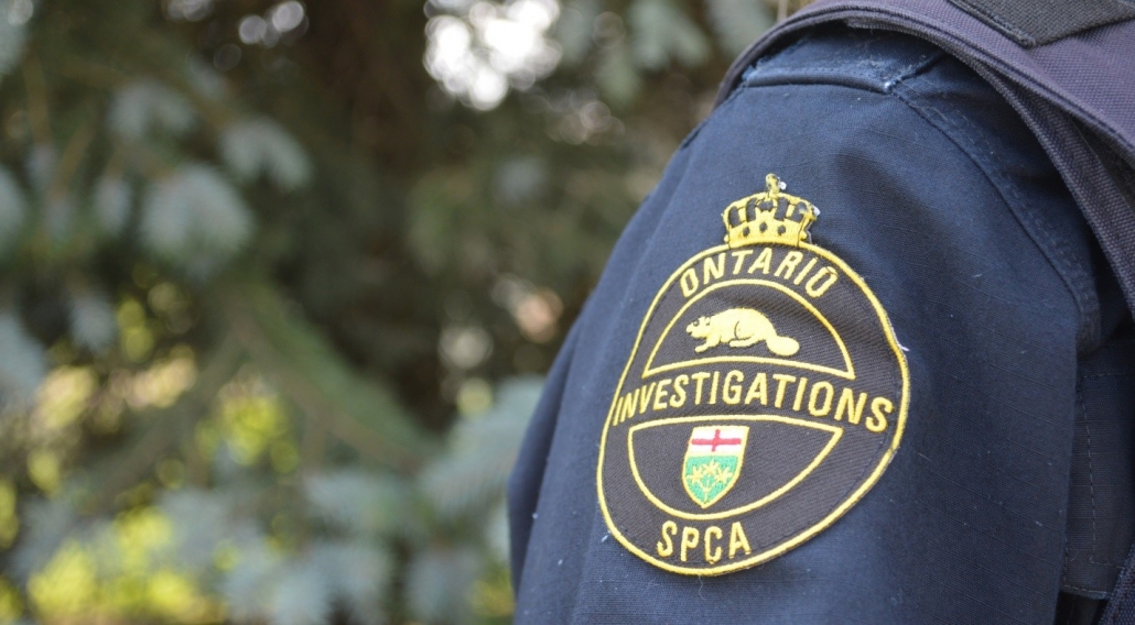 OSPCA Update – Pets Canada